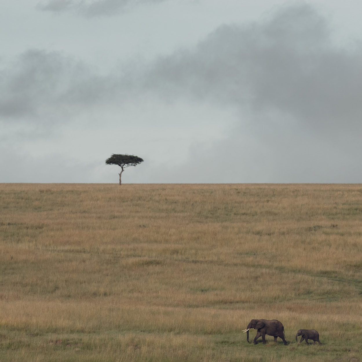 Journal | Khaldoon Aldway Nature & Wildlife Photography