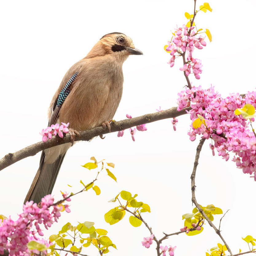 Journal | Khaldoon Aldway Nature & Wildlife Photography